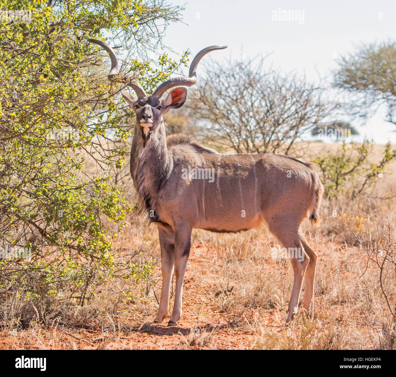 Kudu bull in Southern African savanna Stock Photo - Alamy