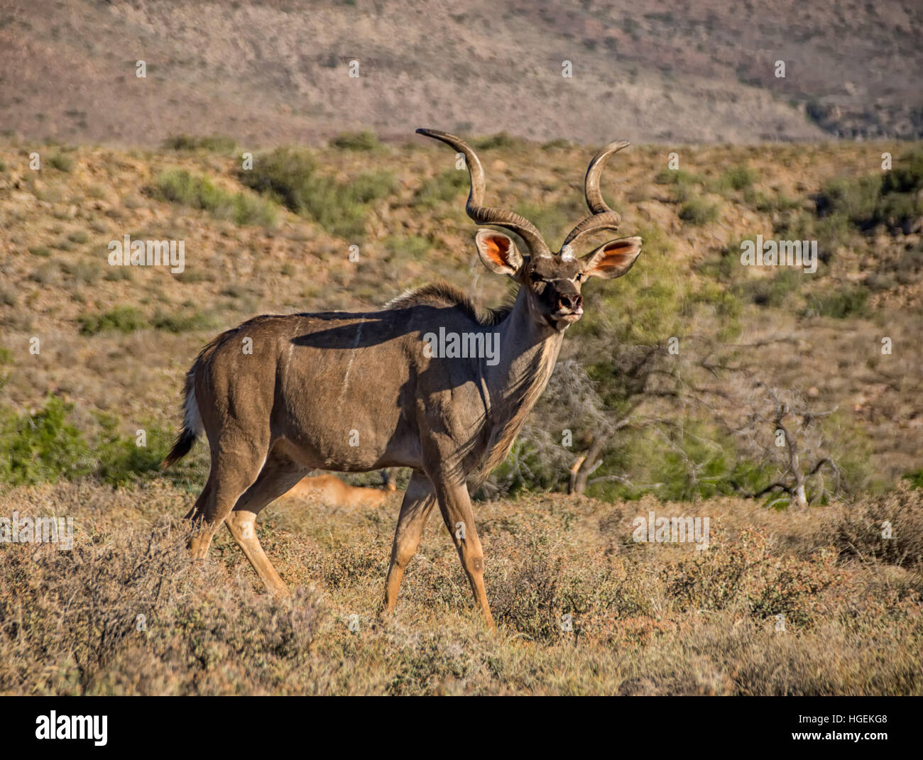Kudu hi-res stock photography and images - Alamy
