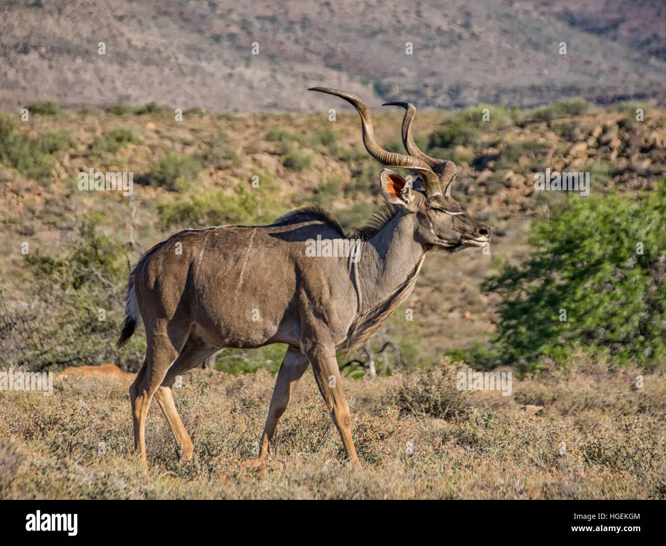 Kudu bull in Southern African savanna Stock Photo - Alamy