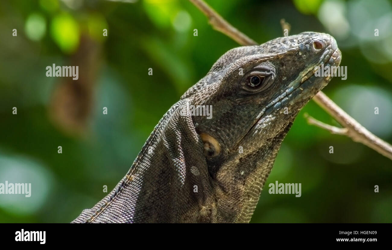 Close up shot of female Black iguana (Ctenosaura similis Stock Photo ...