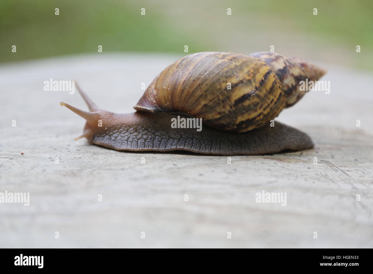 Snail creeps slowly. Big brown snail Stock Photo - Alamy