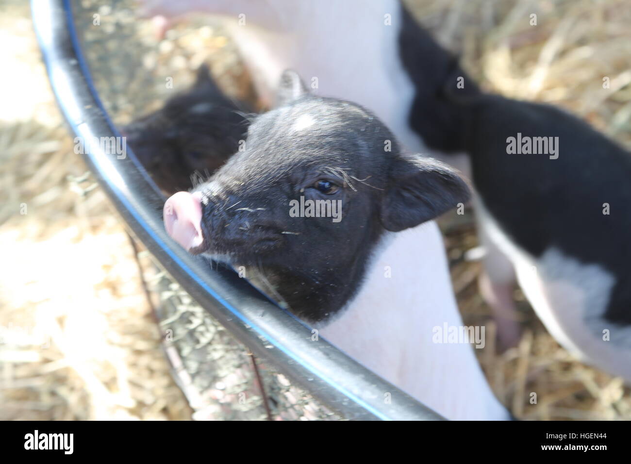 Milk pig hi-res stock photography and images - Alamy