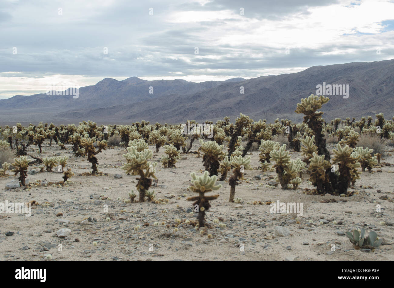 cholla cactus garden, Joshua Tree National Park Stock Photo - Alamy