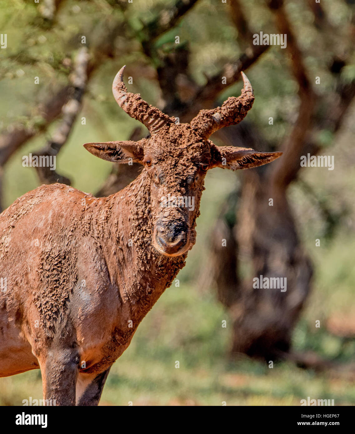 Tsessebe antelope hi-res stock photography and images - Alamy