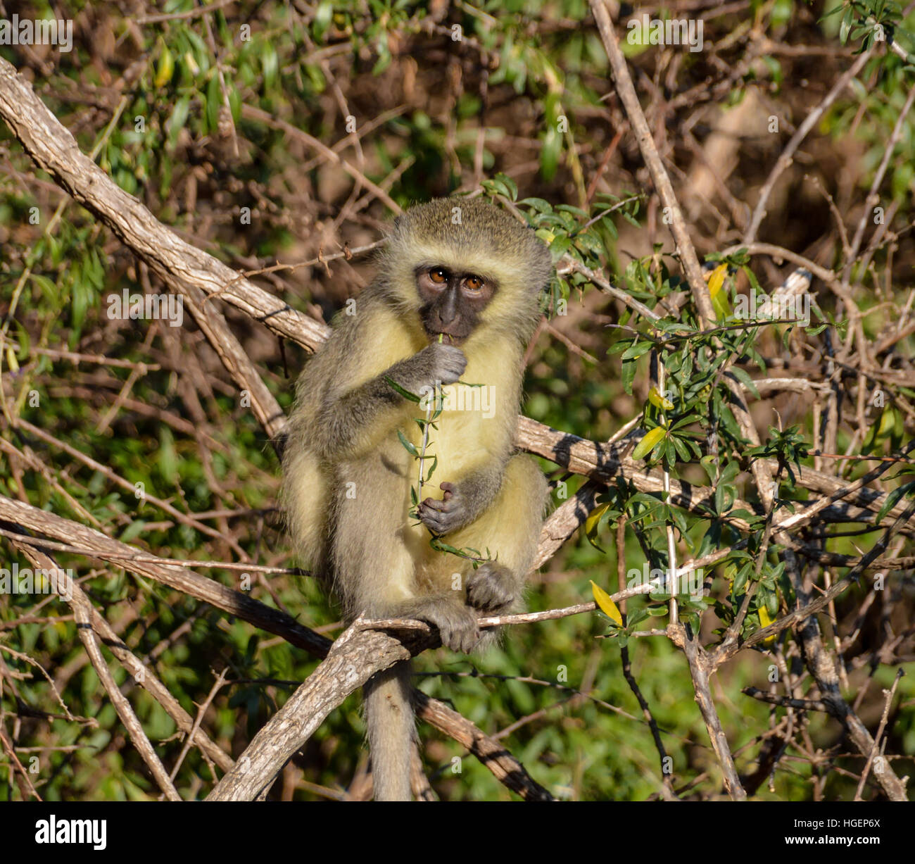 A Vervet Monkey sits in a tree eating in the Northern Cape, South ...