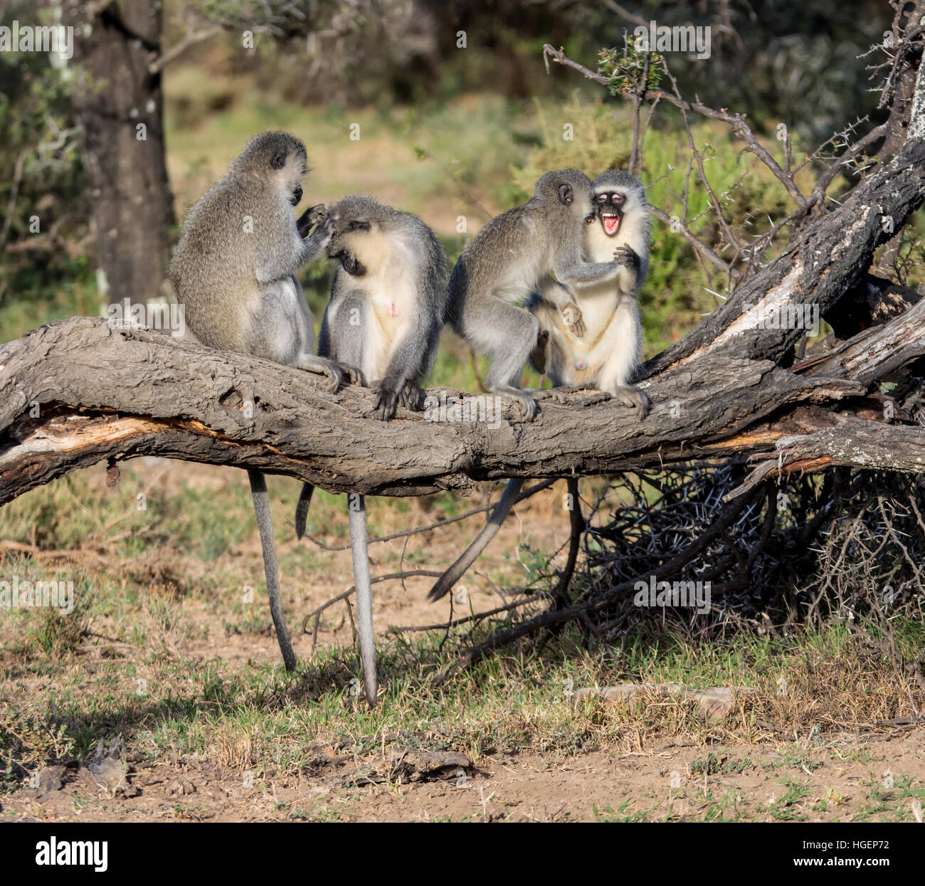 African monkeys hi-res stock photography and images - Alamy