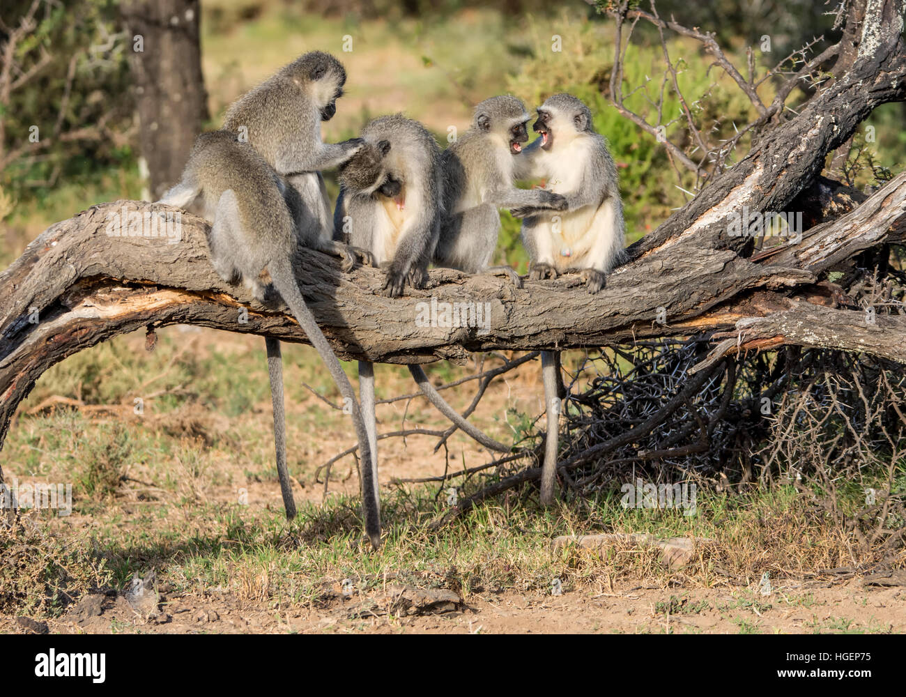 A group of Vervet Monkeys sitting on a branch grooming in Southern ...