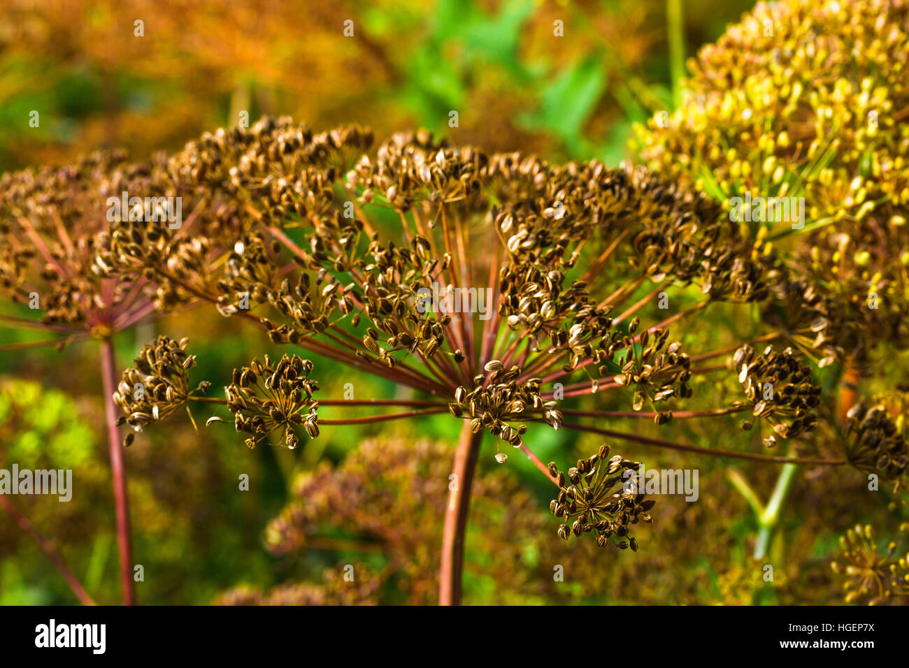 Fennel Seed Plant