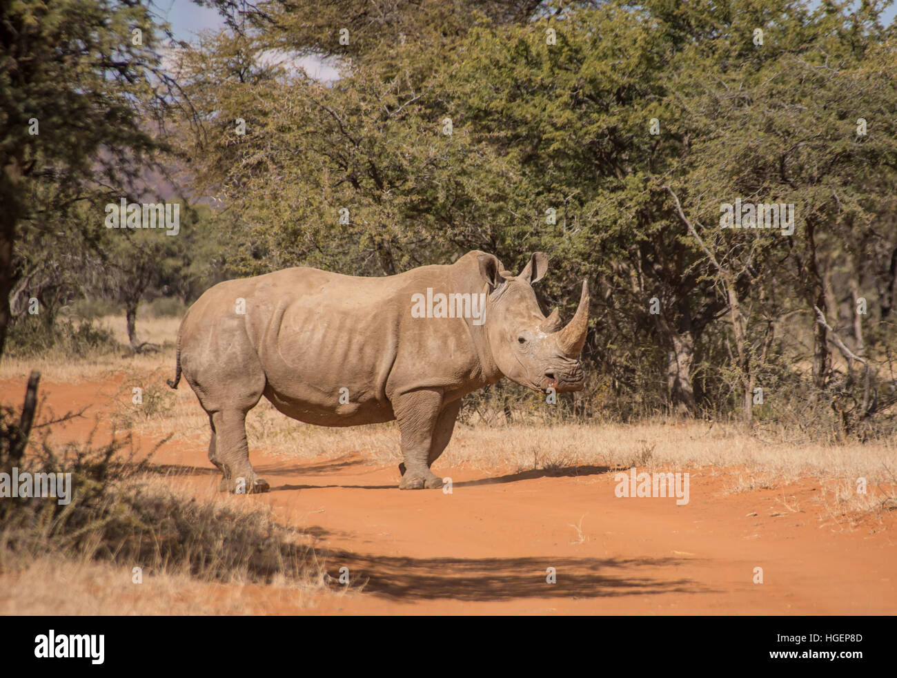White Rhinoceros crossing road in Southern African savanna Stock Photo ...
