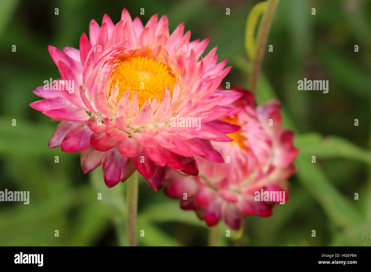 Pink With Small Yellow Flowers