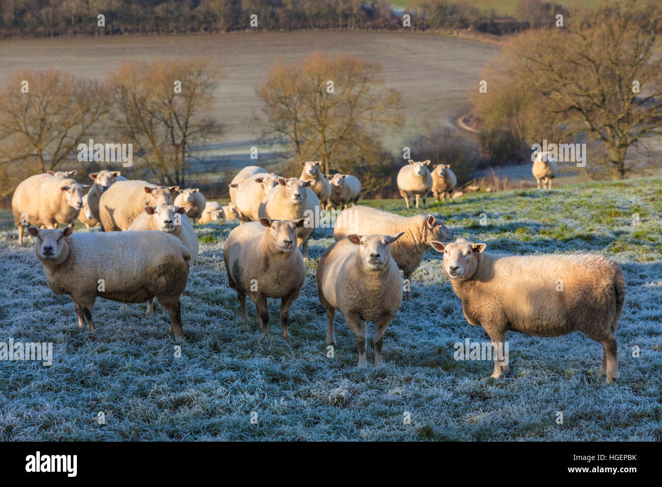 British country farm animals hi-res stock photography and images - Alamy