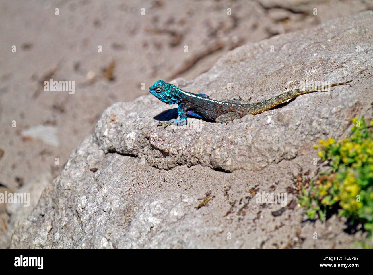 A southern rock agama (Agama atra) in the Stony Point Nature Reserve in ...