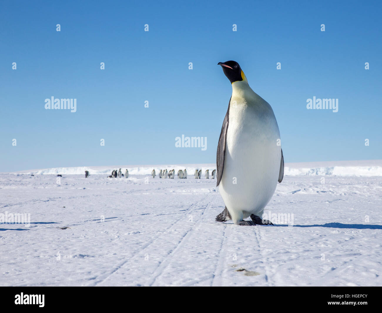 Emperor Penguin Colony Antarctica High Resolution Stock Photography and ...
