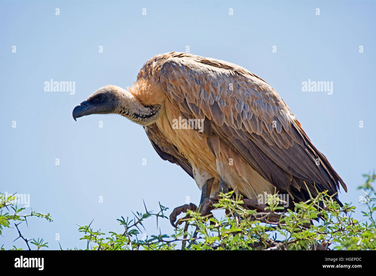 A White-backed Vulture perched in a tree in Southern Africa Stock Photo ...