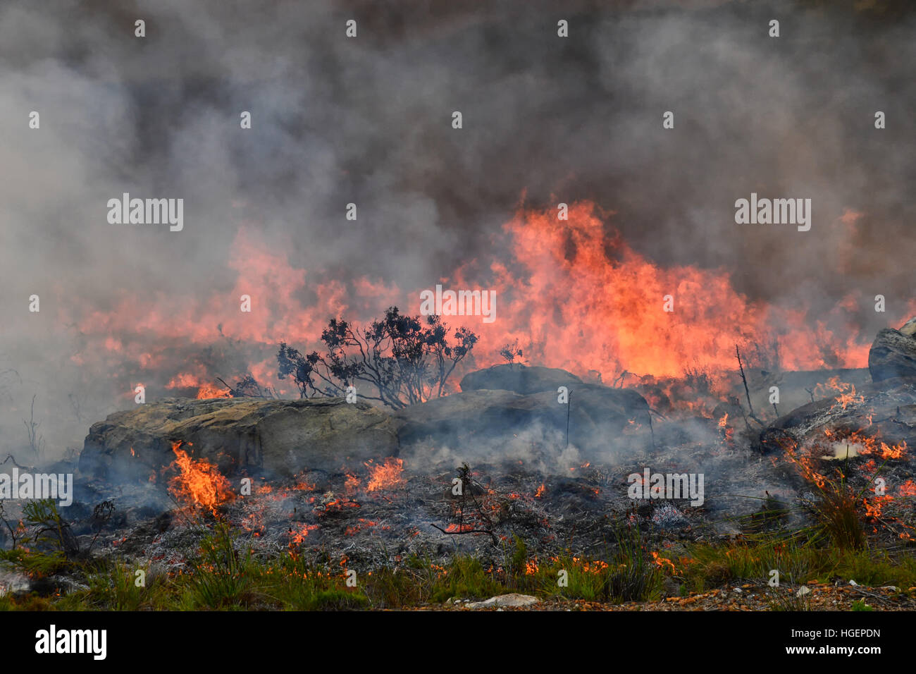 A wildfire rips through dry fynbos on the Cape Peninsula in South ...