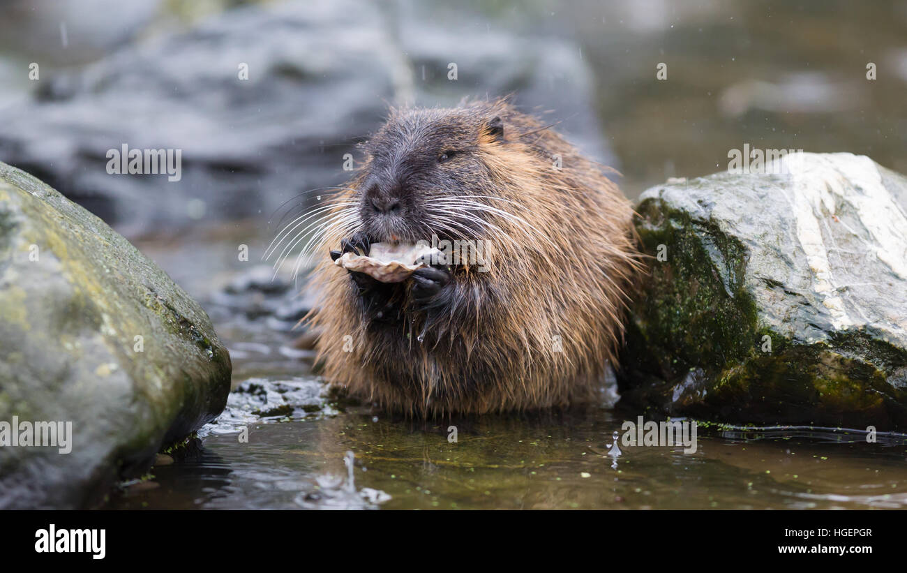 Beaver eating carrot hi-res stock photography and images - Alamy