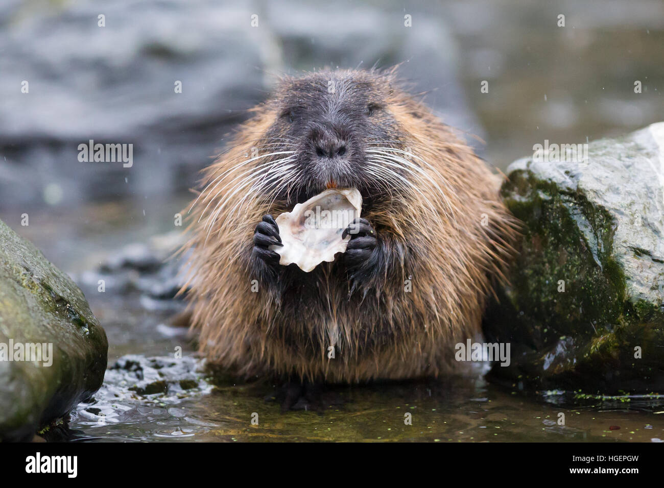 Beaver eating carrot hi-res stock photography and images - Alamy