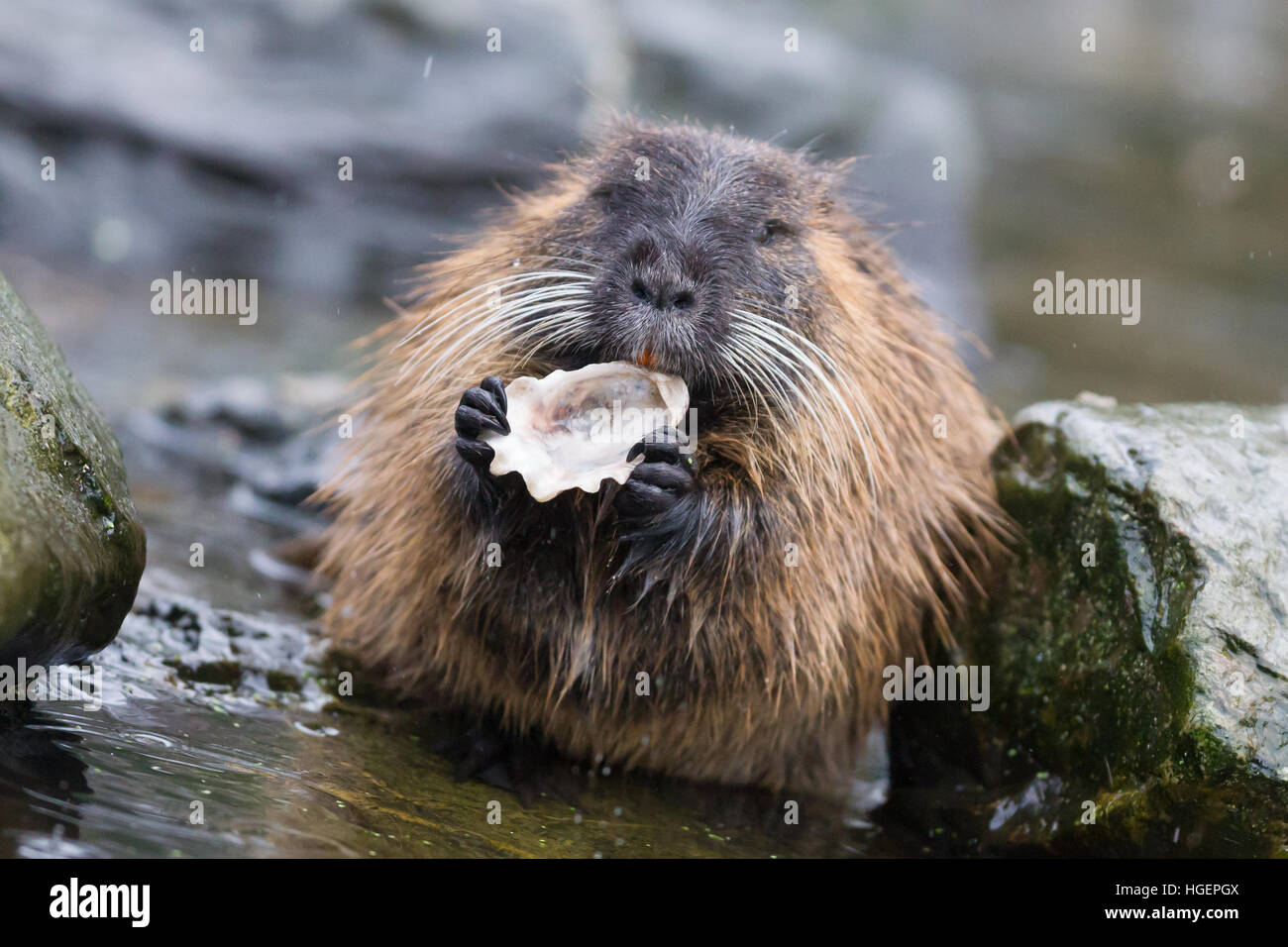 Beaver eating carrot hi-res stock photography and images - Alamy