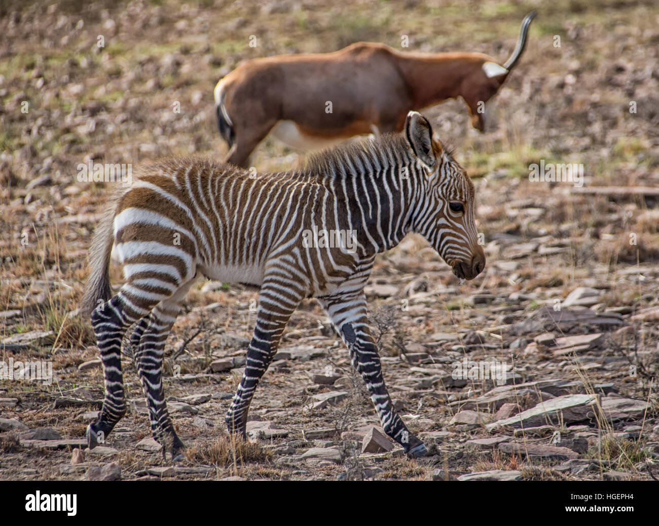 A baby Zebra walking in savanna in Southern Africa Stock Photo - Alamy