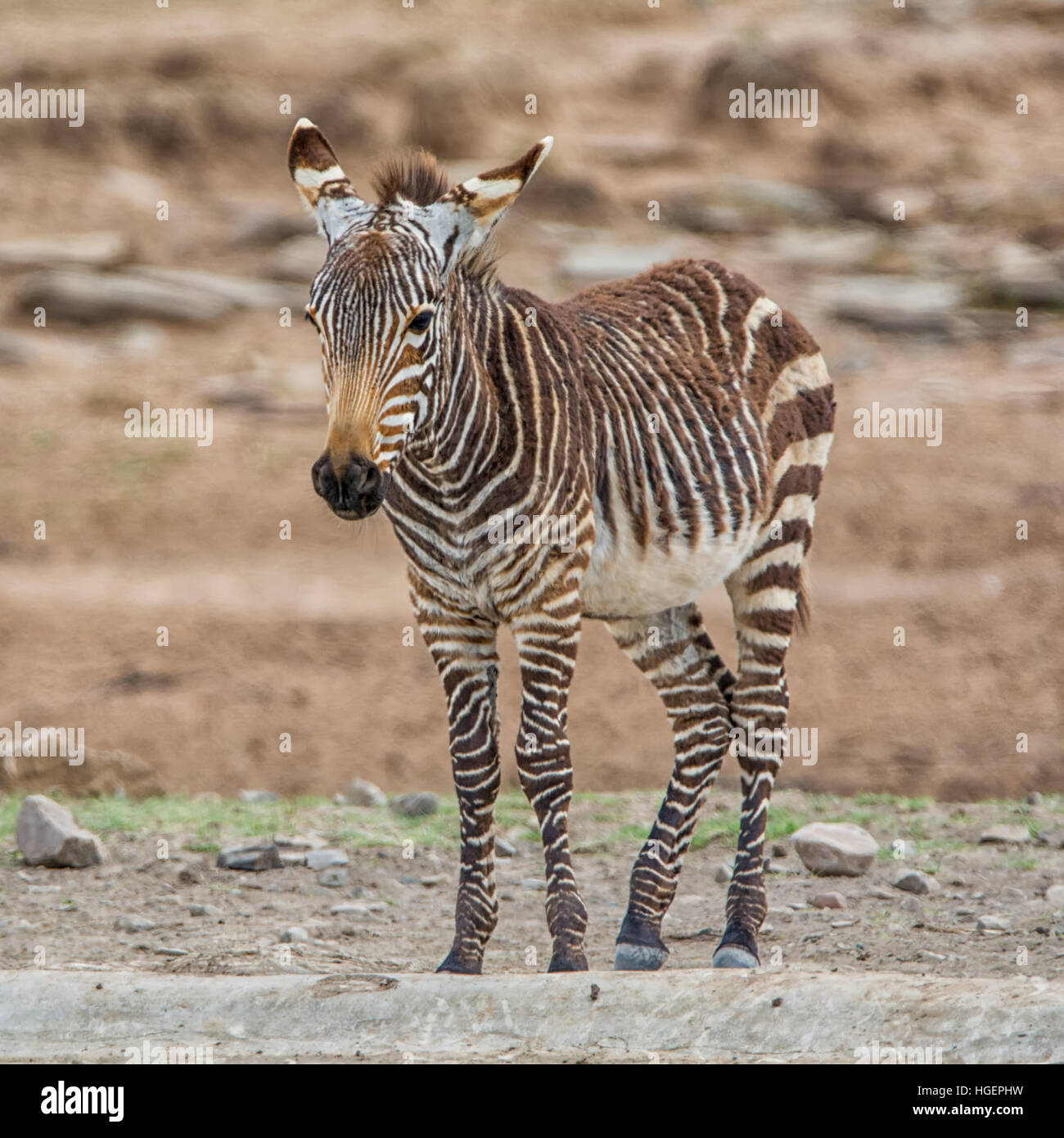 Juvenile Mammals High Resolution Stock Photography and Images - Alamy