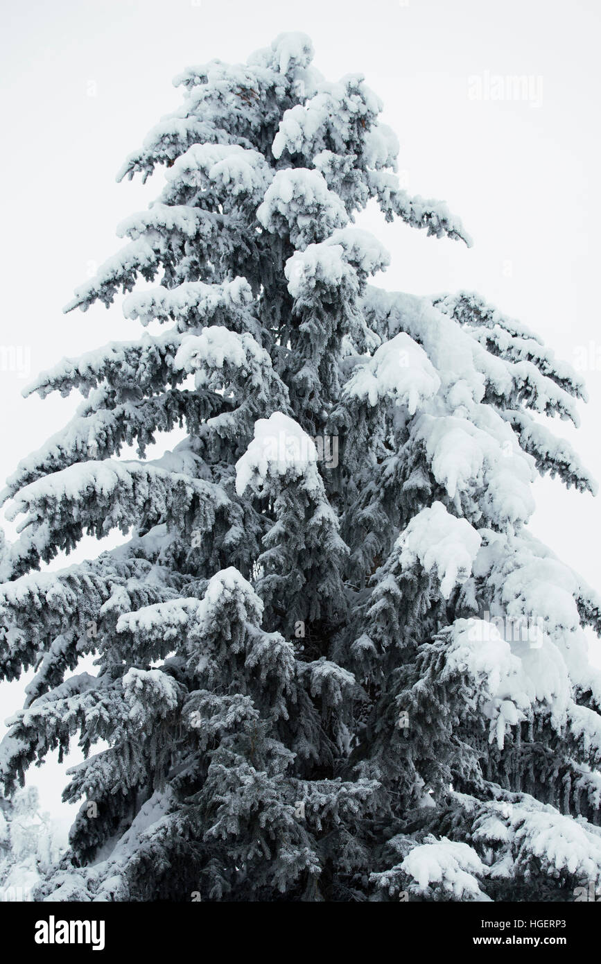 Snowy pine tree close up shot in winter season Stock Photo - Alamy