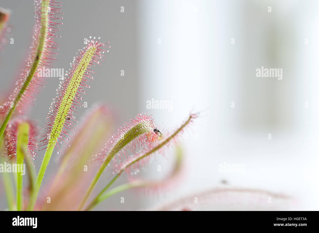Sundew flower hi-res stock photography and images - Alamy