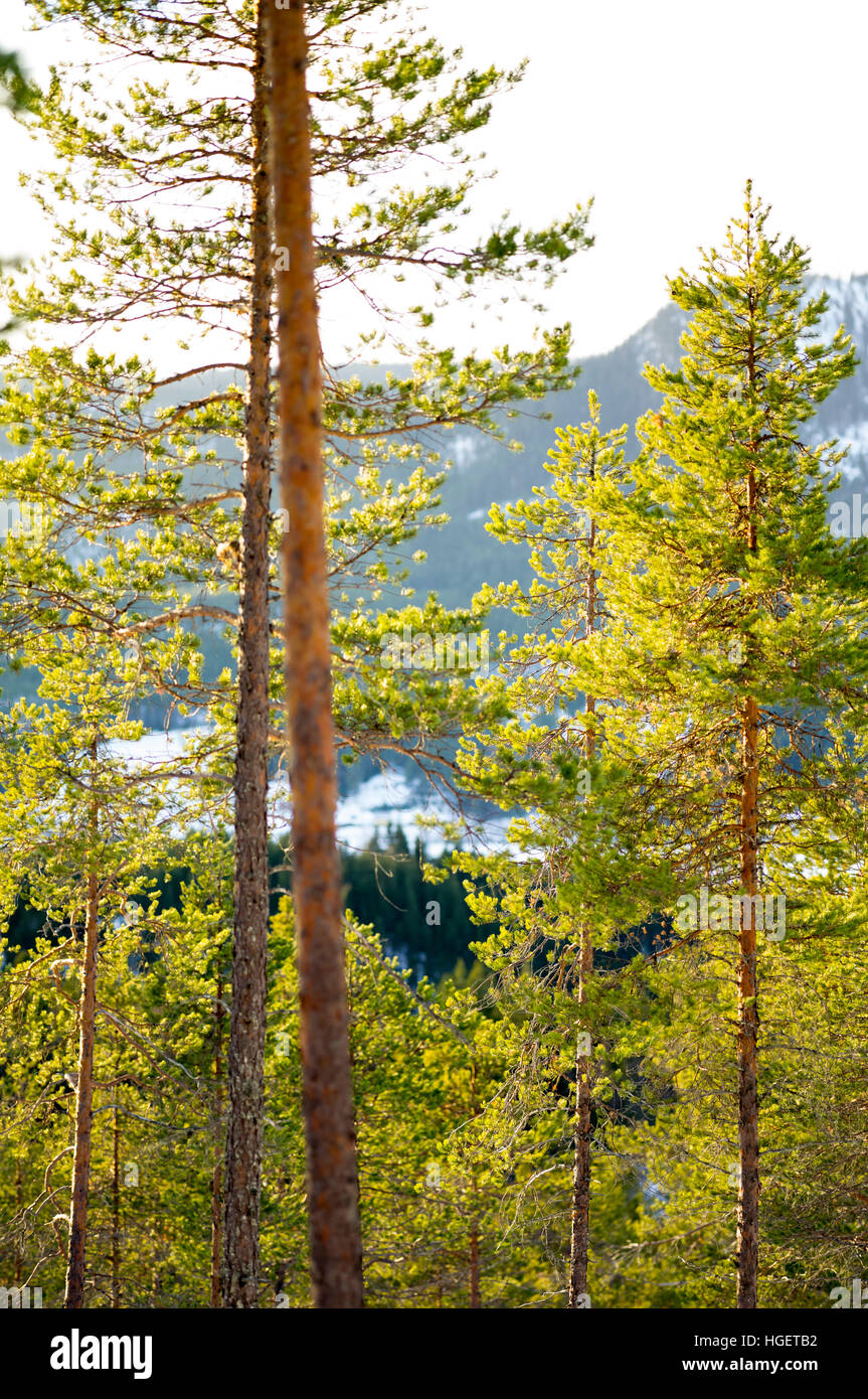 Trees in the forest Stock Photo - Alamy