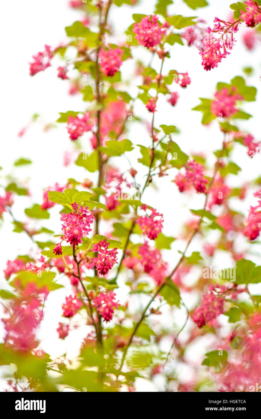 Spring flow hi-res stock photography and images - Alamy