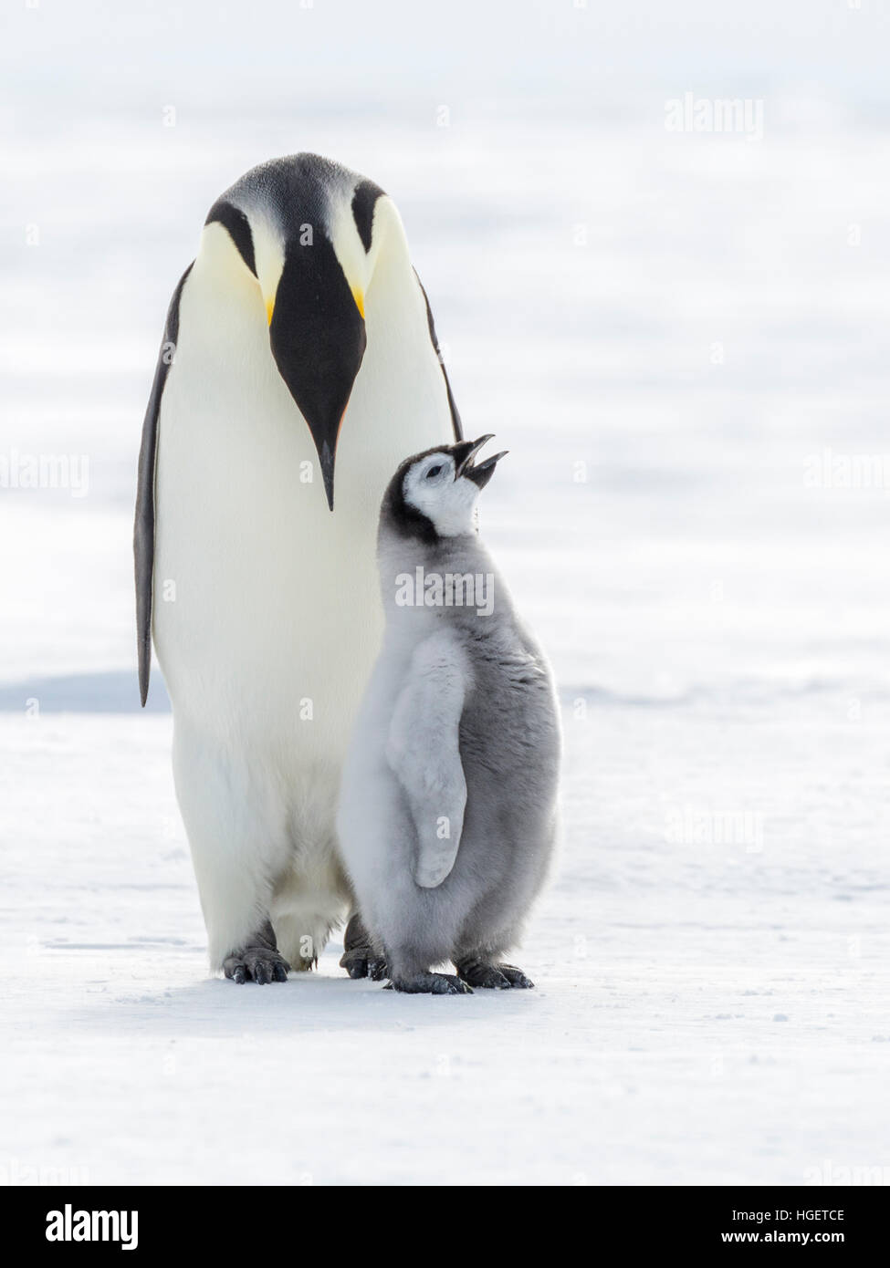 An Emperor Penguin chick with beak open stands with an adult penguin ...
