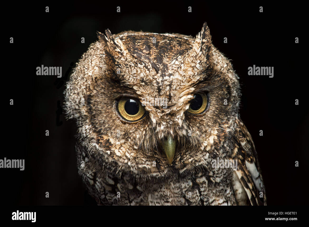 Megascops hi-res stock photography and images - Alamy