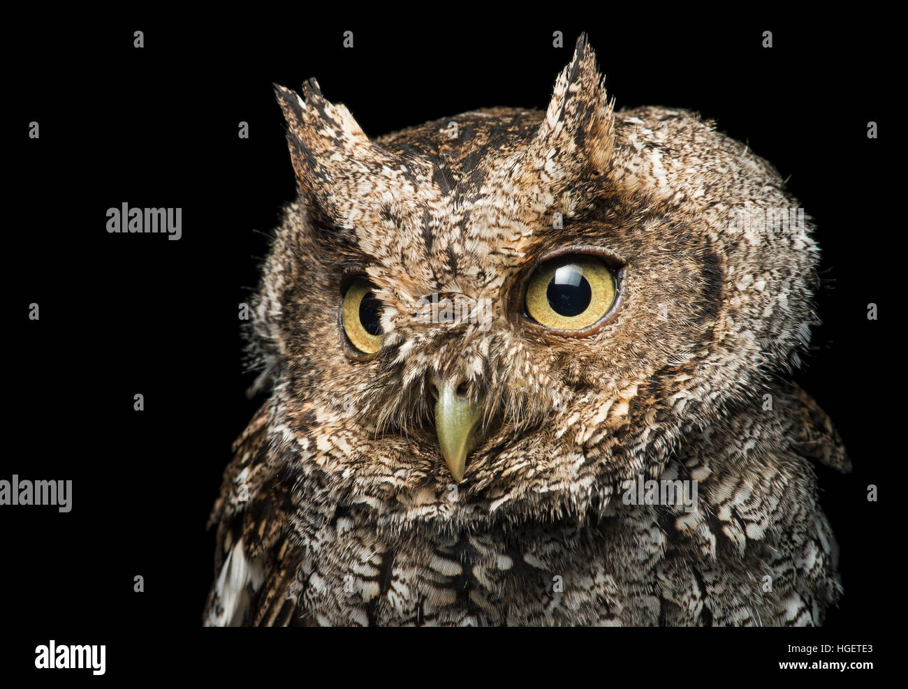 Megascops hi-res stock photography and images - Alamy