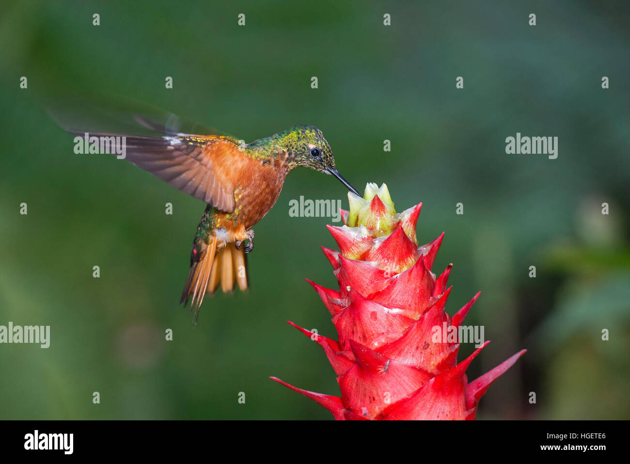 Andean hummingbirds High Resolution Stock Photography and Images - Alamy