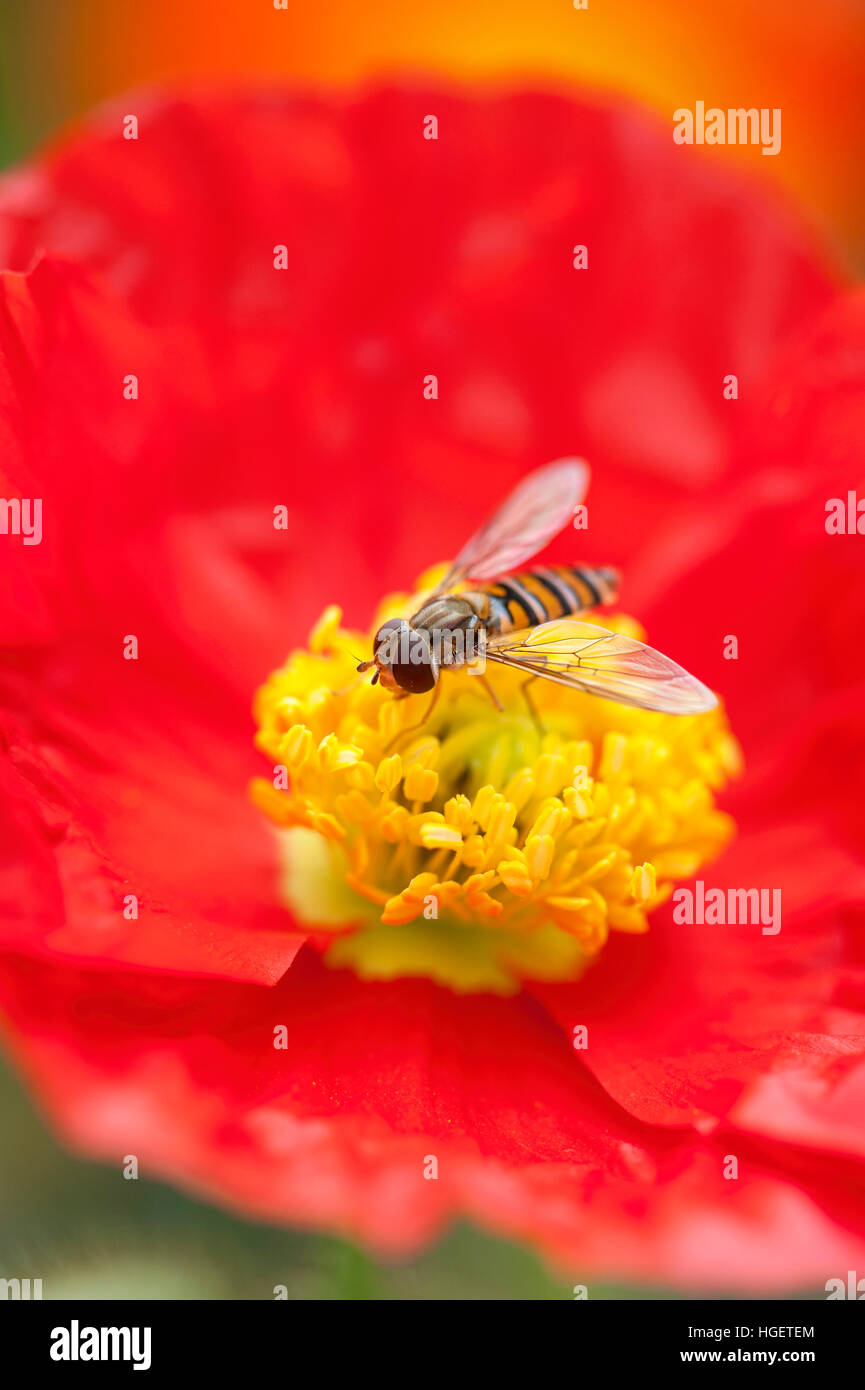 Papaver nudicaule 'Party Fun' - red Iceland Poppy flower with a ...