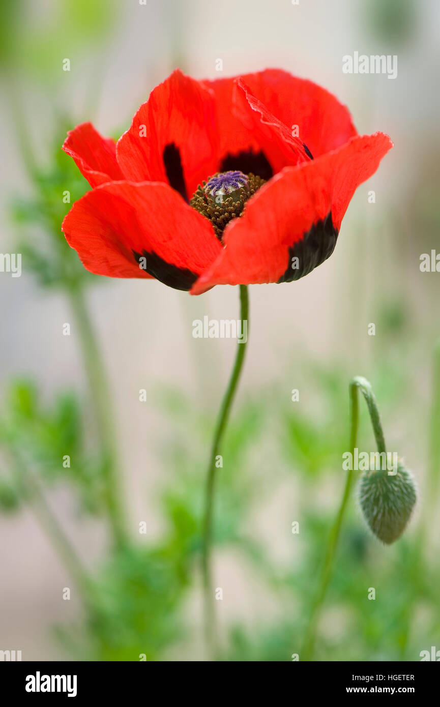 Close-up image of the vibrant red "Ladybird" Poppy a summer flowering ...