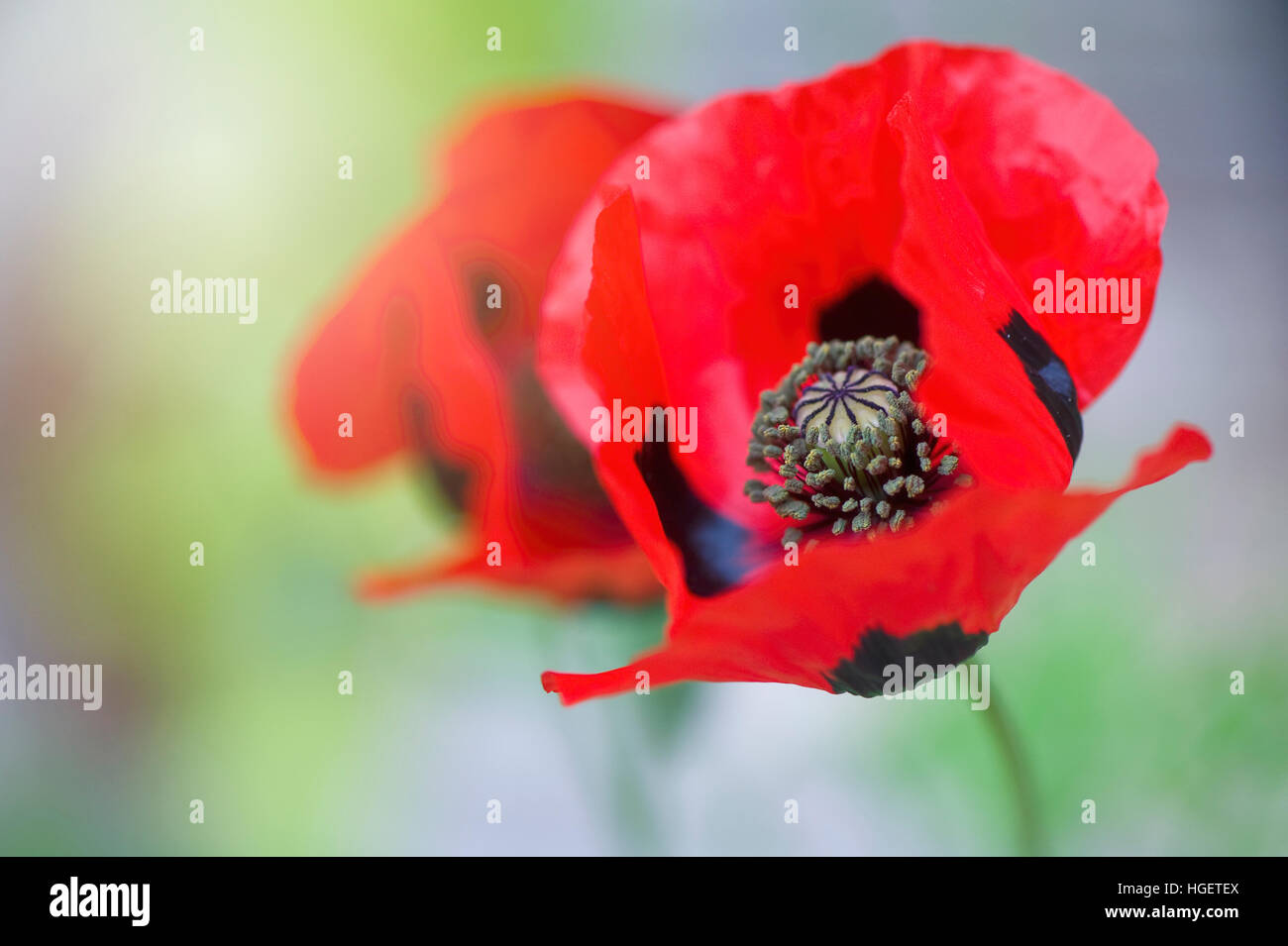 Close-up image of the vibrant red "Ladybird" Poppy a summer flowering ...
