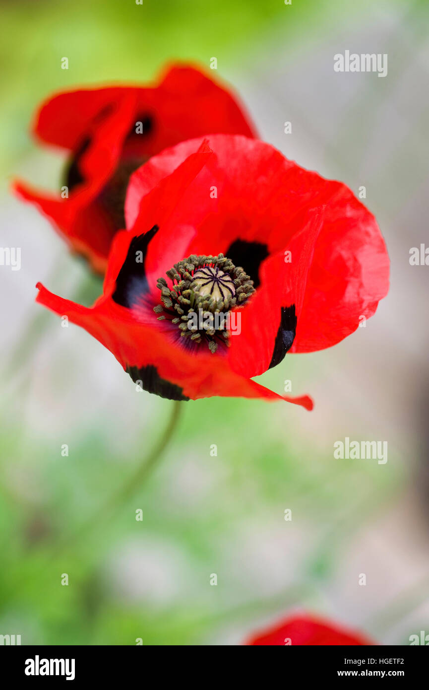 Close-up image of the vibrant red "Ladybird" Poppy a summer flowering ...