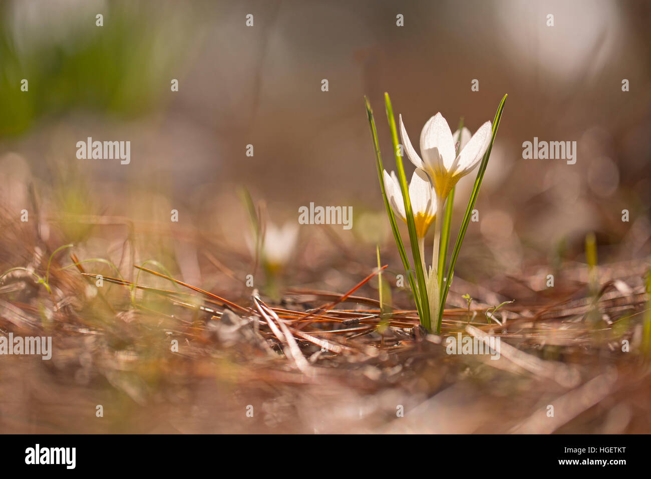Saffron crocus flowers hi-res stock photography and images - Alamy