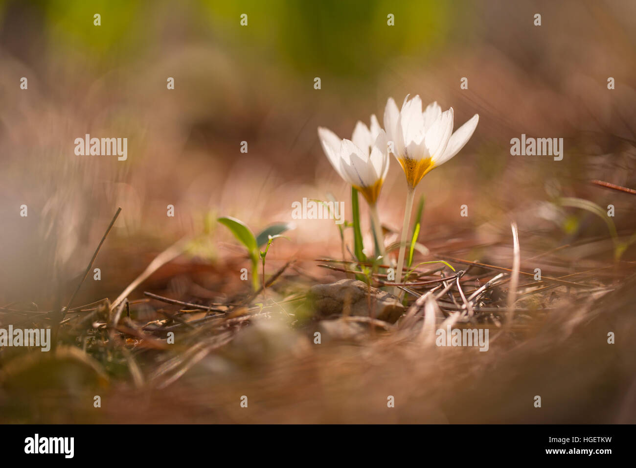 Crocus hyemalis, commonly known as Winter Crocus, or just Crocus ...