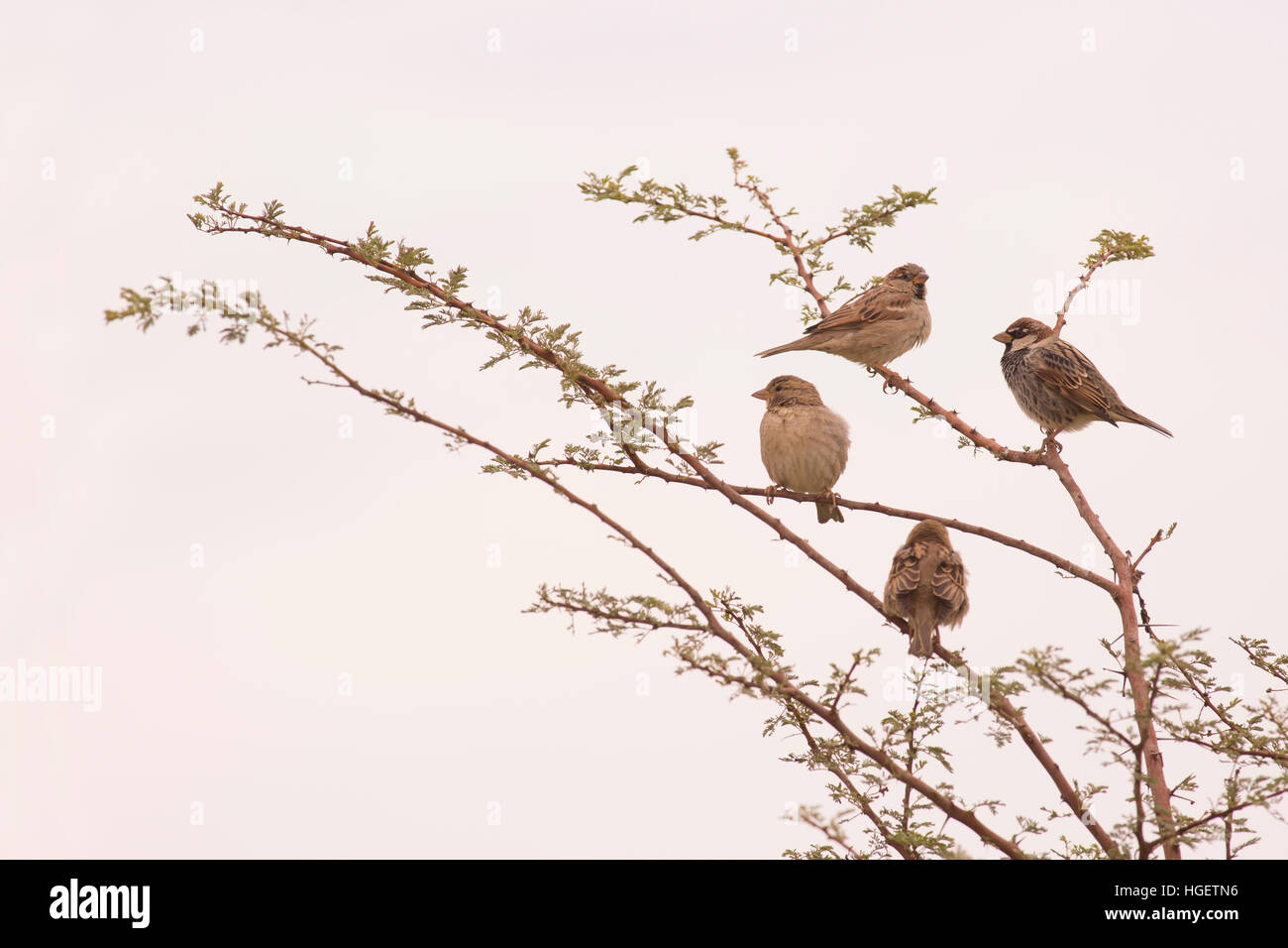 Passer domesticus biblicus hi-res stock photography and images - Alamy