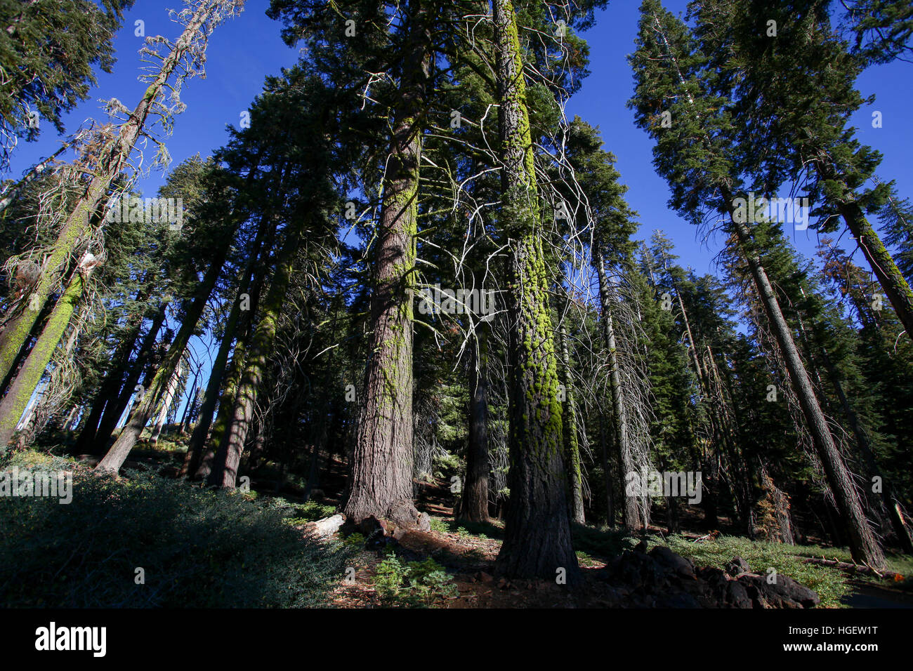 Kings and sequoia national park hi-res stock photography and images - Alamy