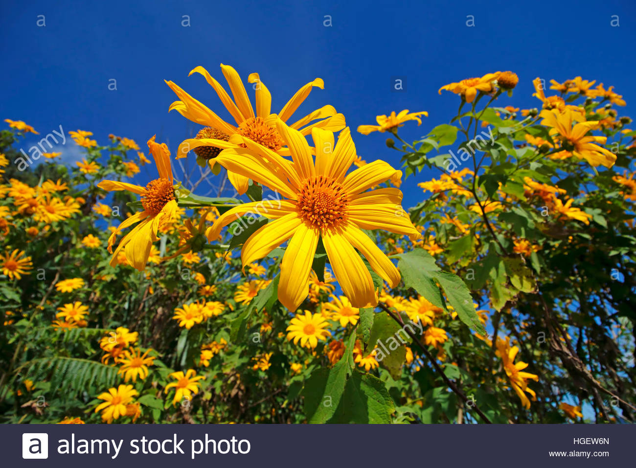 Tree Marigold Stock Photos & Tree Marigold Stock Images - Alamy