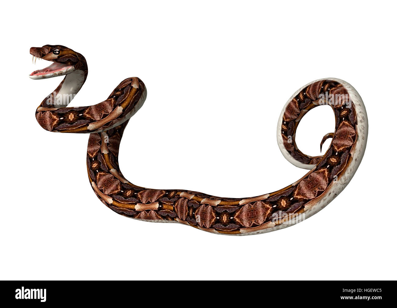 3D rendering of a Gaboon viper or Bitis gabonica snake isolated on ...