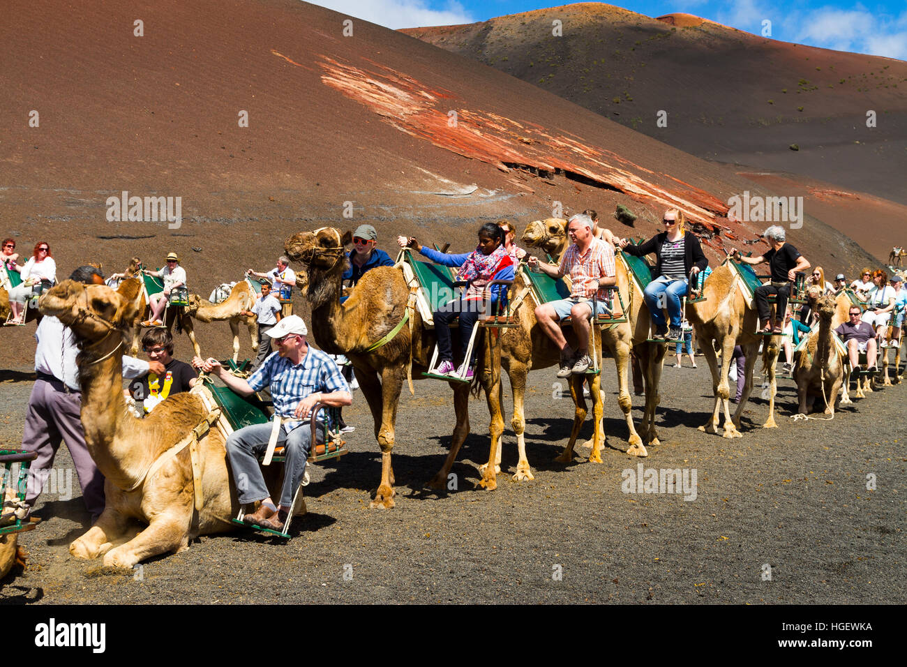 Magnificent camel hi-res stock photography and images - Alamy