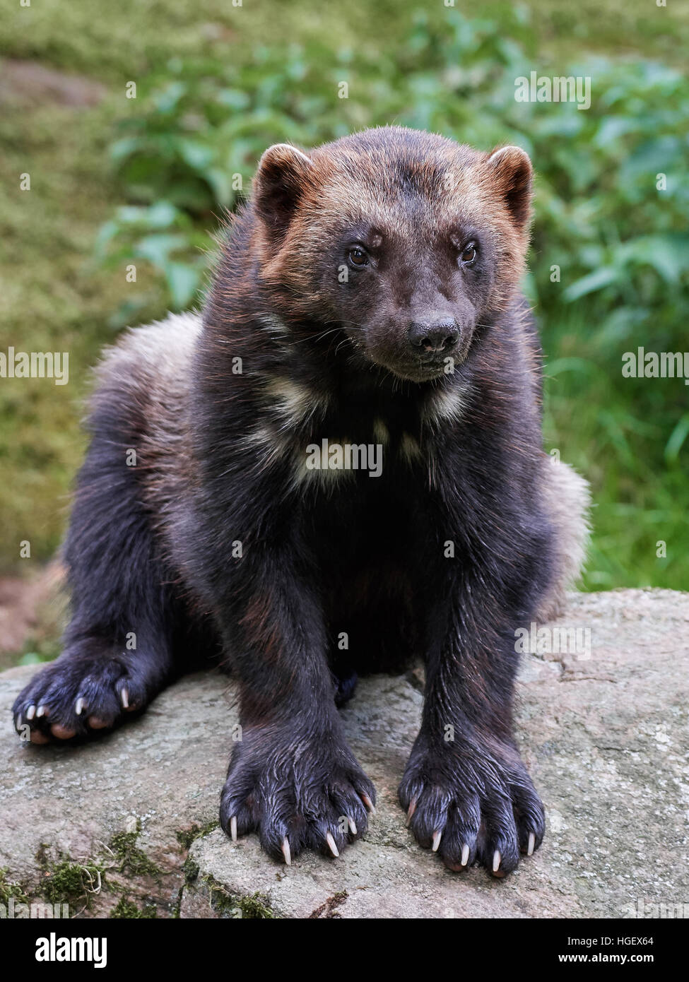 Wolverine sitting on a rock with vegetaion in the background Stock ...