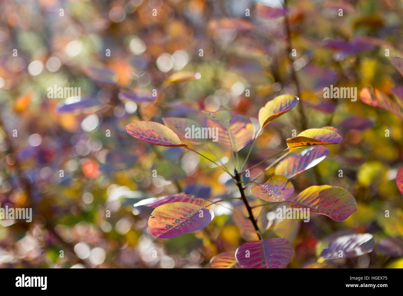 Fall color leaves on rhododendron closeup Stock Photo - Alamy