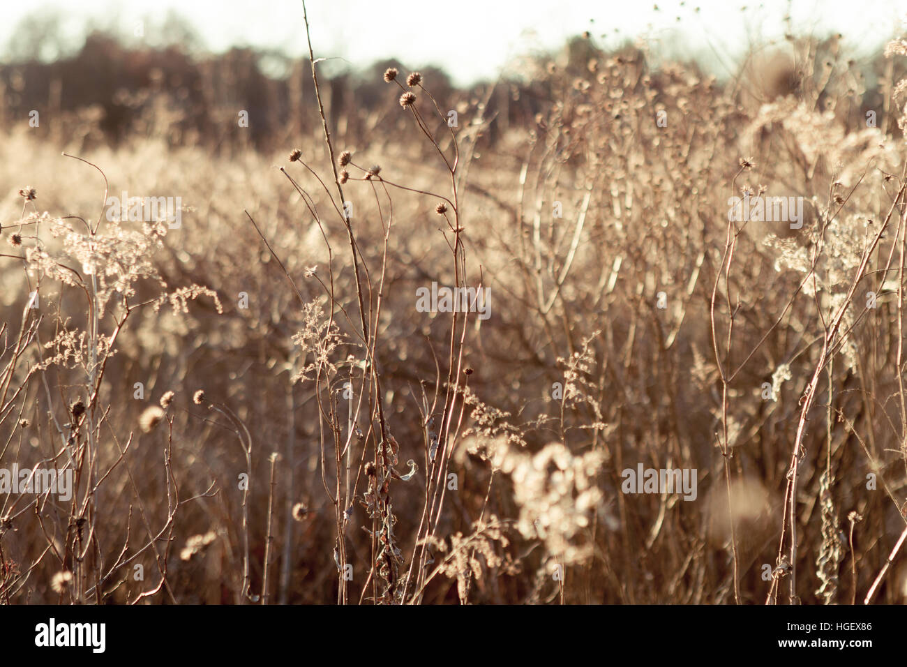 Dried flower seed pods from black eyes susans, goldenrod, and native ...