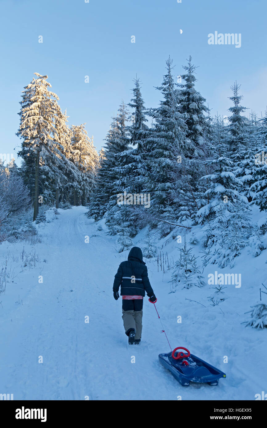 boy sledding near Winterberg, Sauerland, Northrhine Westfalia, Germany ...