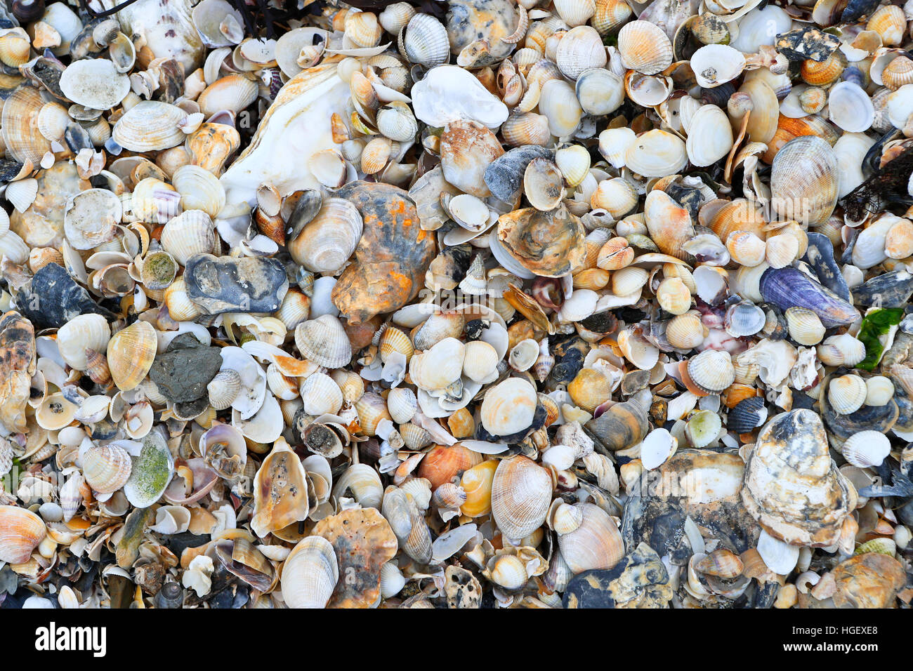 Conchas marinas hi-res stock photography and images - Alamy