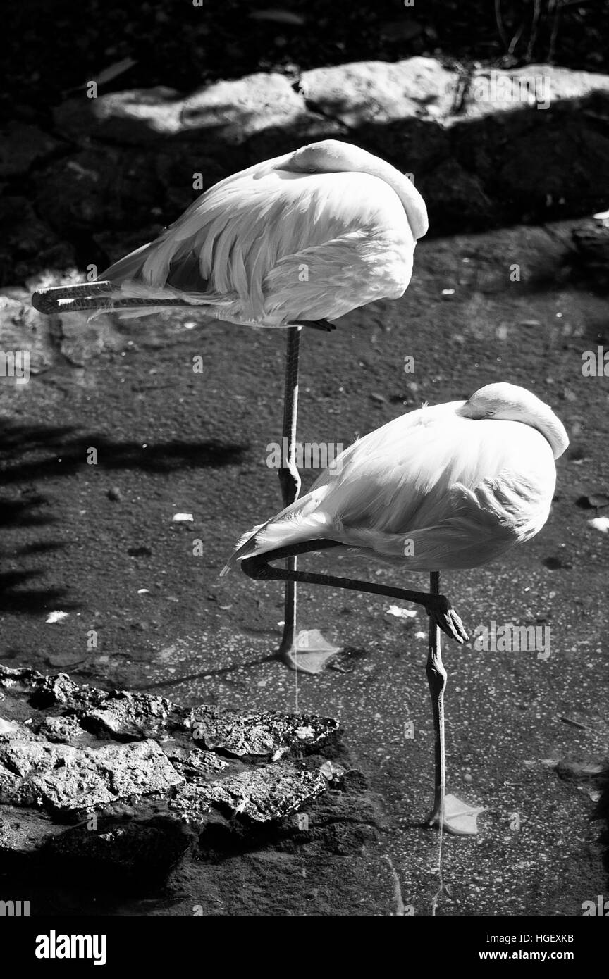 Only bird of its genus Black and White Stock Photos & Images - Alamy