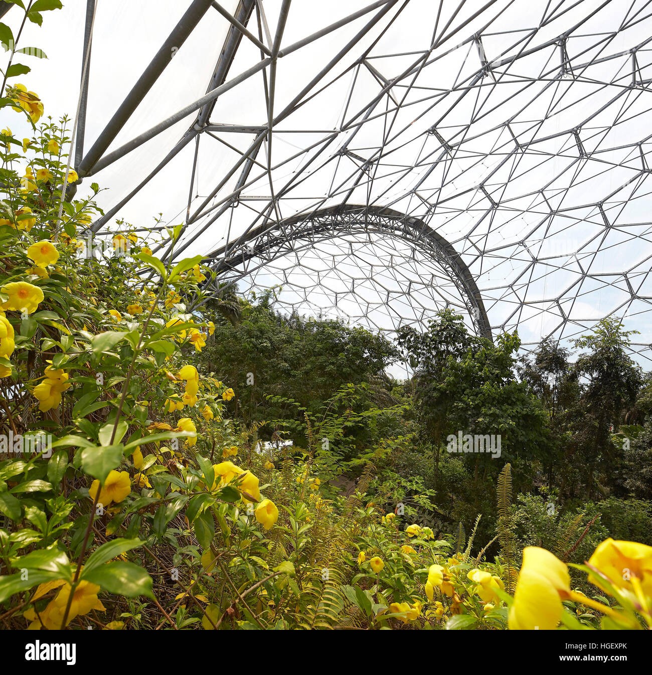 Eden project cornwall interior flowers hi-res stock photography and ...